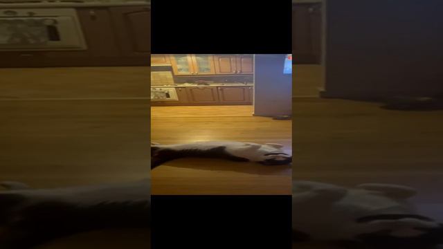 Обратите внимание!!! Я Тишаня!!!
