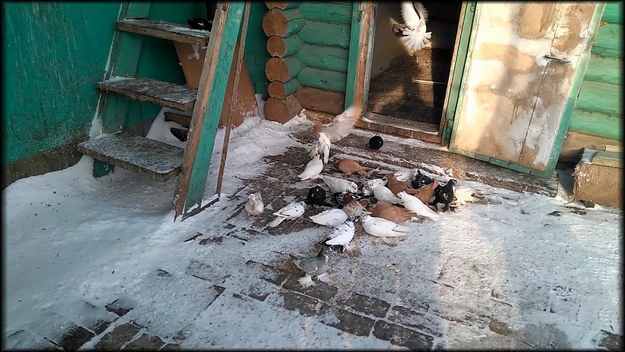 Голуби Вазира Радиковича. февраль 2019 г.