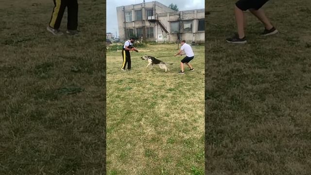 Вео Эльза 1 год , занятие по зкс  Восточноевропейская овчарка лучшаясобака