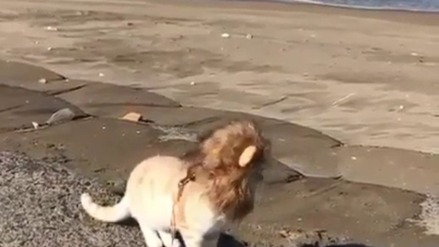 Котолев