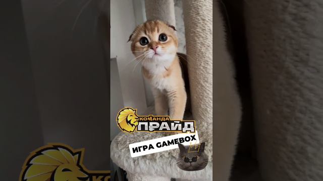 Игра копилка Котейка. Заинтересовало пиши в комментаричх: Хочу узнать подробности
