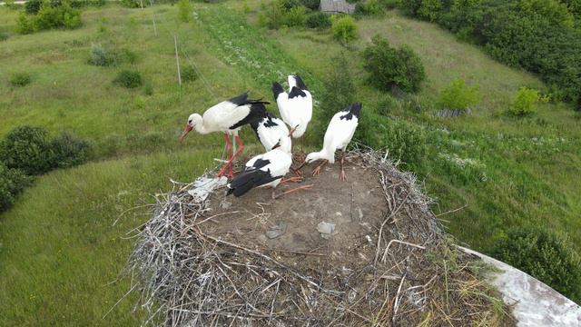 Дом  аиста