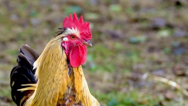 Куры и цыплята.mp4