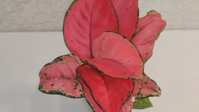 Цветы Вместе - Aglaonema modestum schott (peloric)  Аглаонема модестум шотт (пелорик) 7/20