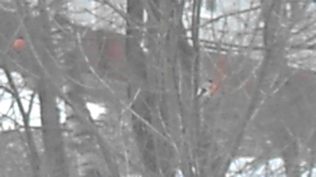 2024 Снегирь самец 635665654884