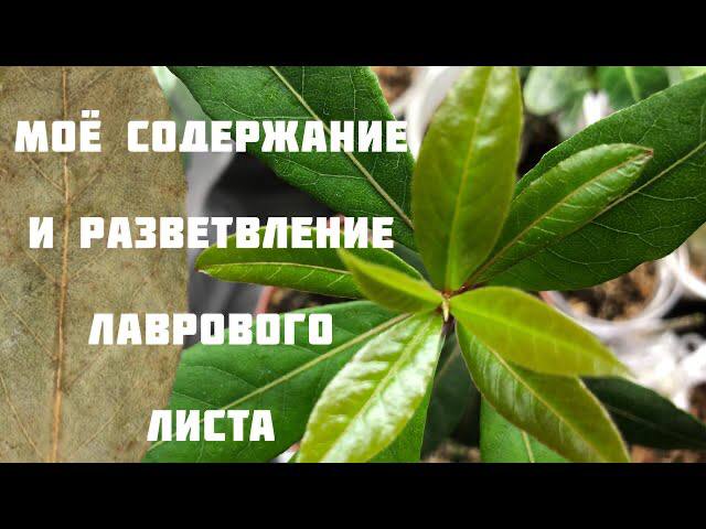 Лавровый лист. Разветвление и мое содержание лаврового листа