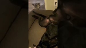 смешные животные