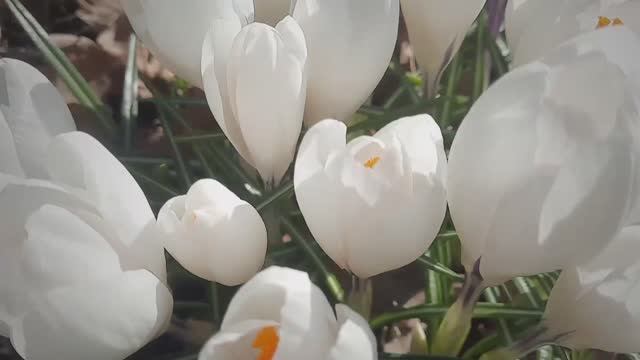 Весна в сердце. Тысячи первоцветов ботанического сада Петербурга.