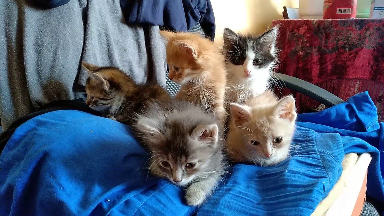 Котята