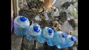 Основные планы волонтера связаны с питанием приюта, речи о большем пока не идет