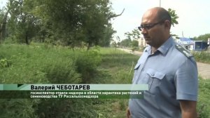 Амброзия в центральном парке г. Зернограда.