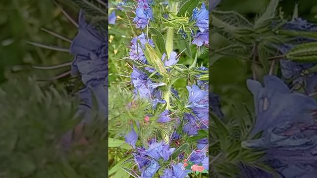 Кузнечики на Синяке