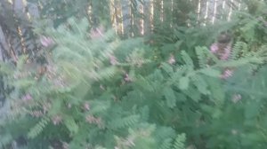 Индигофера Жерара. Красивый кустарник, не прихотливый в уходе.