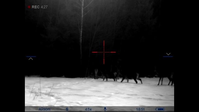 Олень на кормушке. Видео с прицела Pulsar