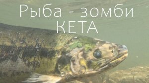 Рыба - зомби. Кета. Нерест.