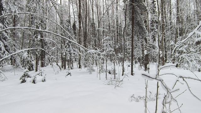 Заснеженный лес. ч.21. Декабрь 2023