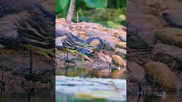 Птицы едят рыбу в воде #shorts