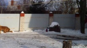 Тибетский мастиф питомник Афоня Бабусэнге 6