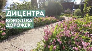 Дицентра — по-настоящему великолепная и изящная. Ей стоит найти место в любом саду.