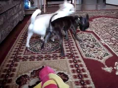 Чихуахуа Л Ореаль и Лакки тайгер для Любимого друга 2010 год