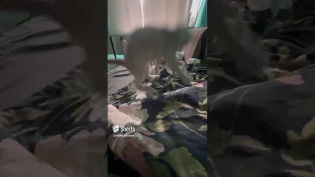 Домашний монстр и здоровая спина