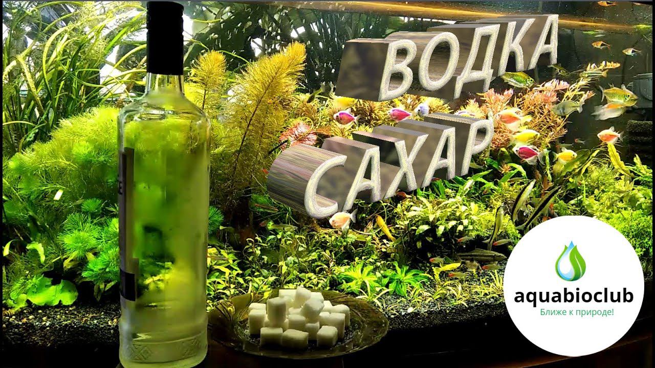 #Сахар и #водка в #аквариуме!? А что так можно было? #Нерест тетр #Конго.