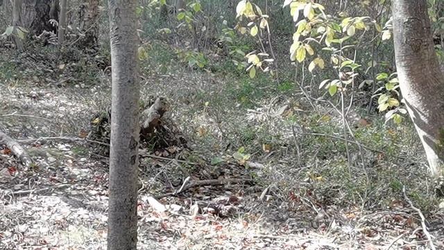 Осень в парке Сосновка
