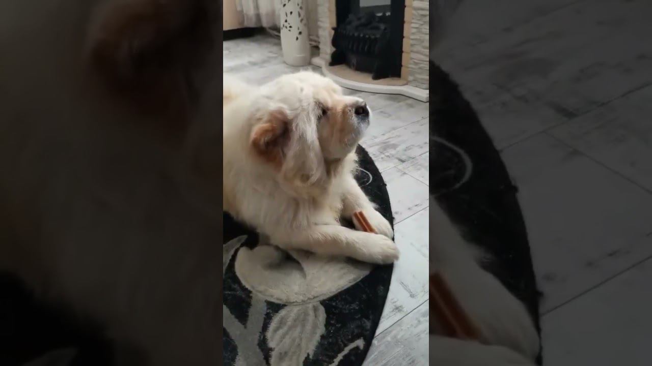 Чау Чау