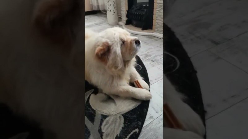 Чау Чау
