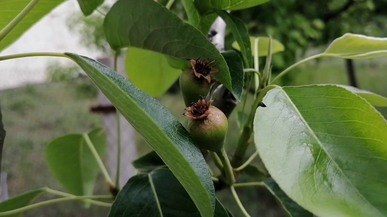 Как плодовые деревья приспосабливаются к изменению климата!