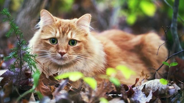 котйки 7.mp4