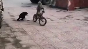 Обезьяна троллит собаку