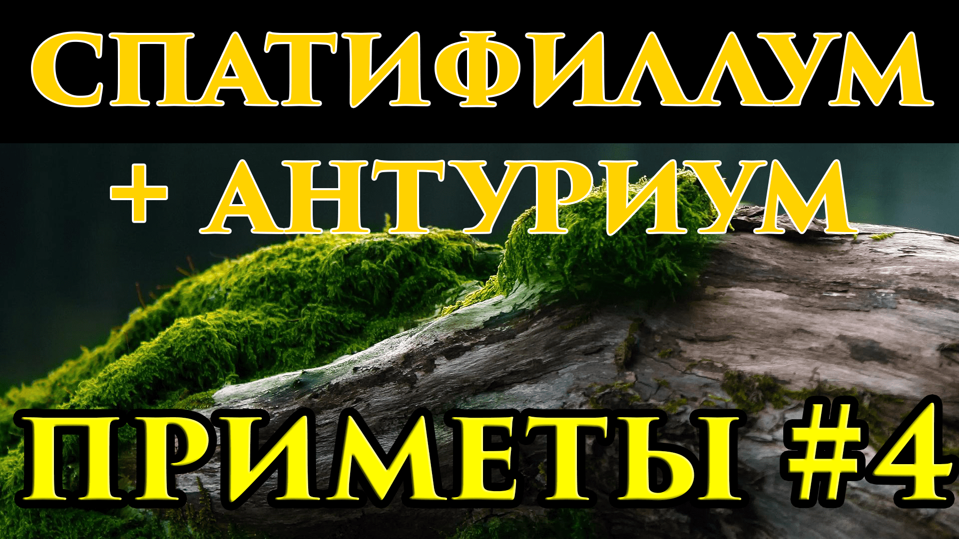 Антуриум и спатифиллум вместе - приметы ? - Маг Fose