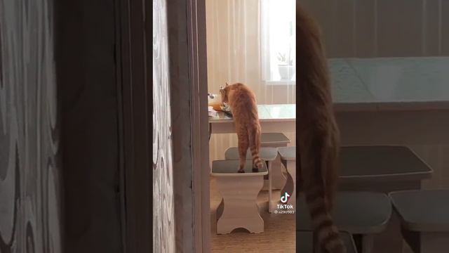 Видео №227 (TikTok)