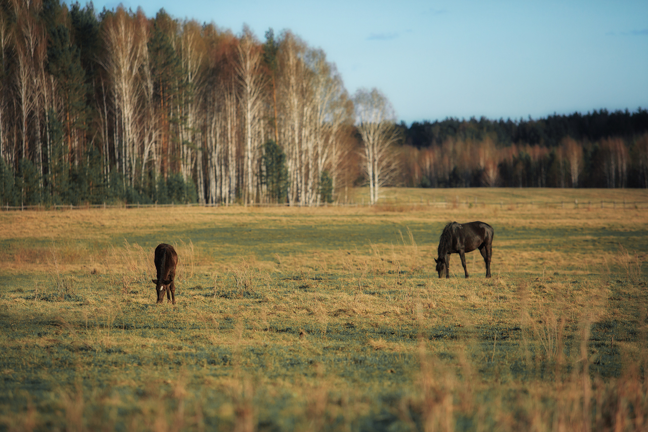 осенняя прогулка