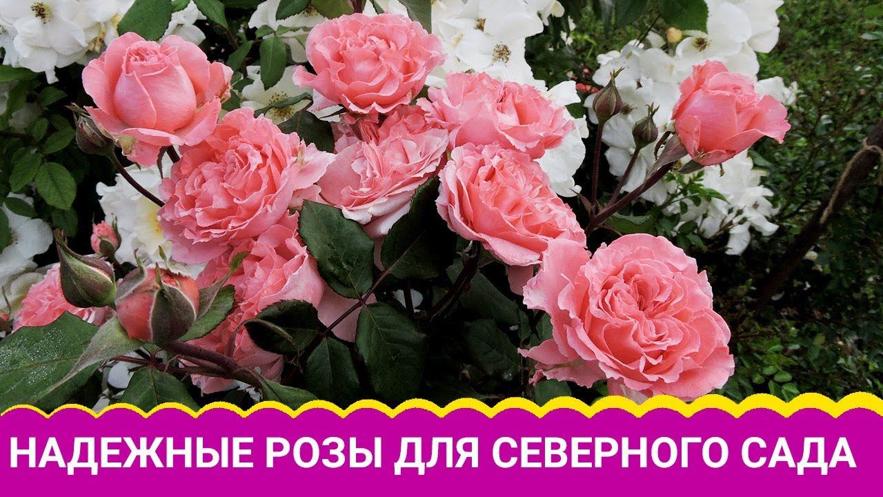 Надежные розы для северного сада