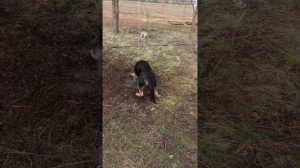 Собаки пригавкивают от удовольствия! Две хрюшки! 🐷🐷
