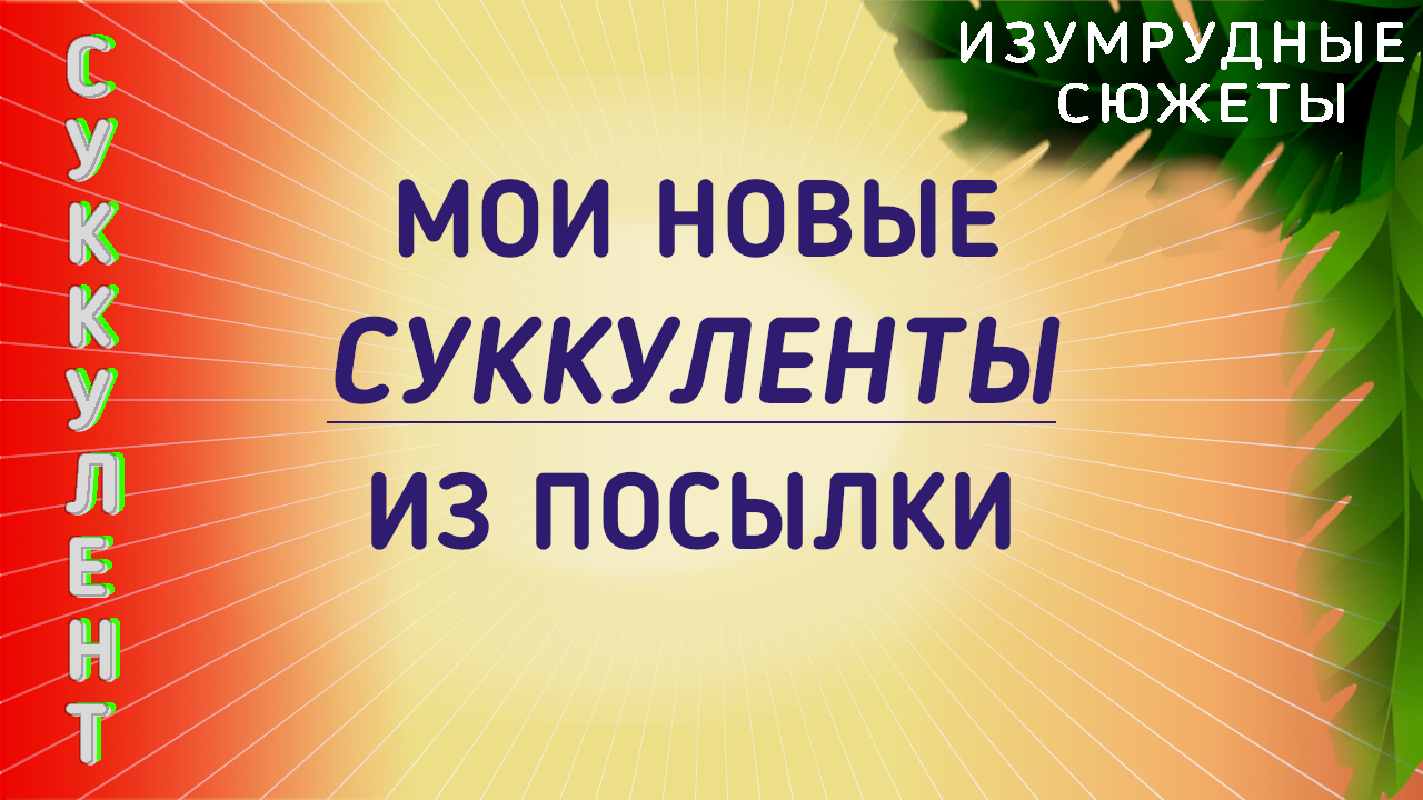 Суккуленты Из Посылки. Обзор суккулентов. Эчеверии, хавортия. красула.