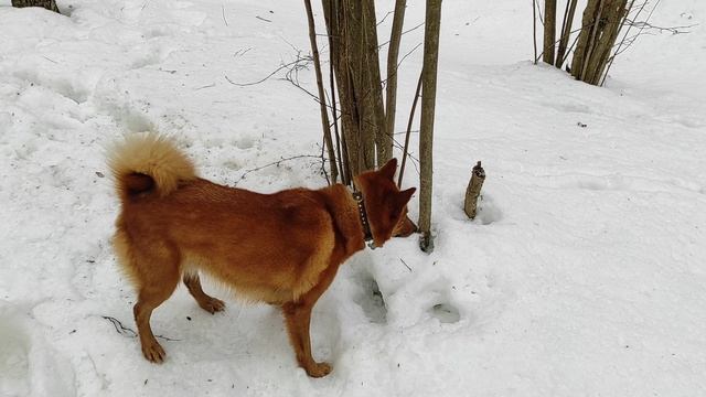 пешкарусом прошлась по лесу, покормила птиц и встретила рыжего пёселя 24.12.23