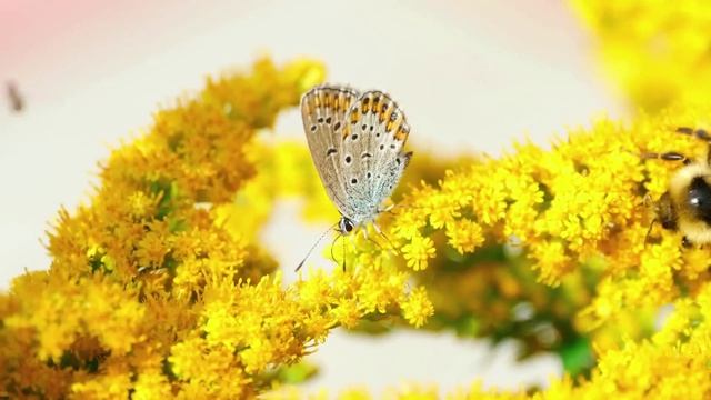 Музыка для хорошего настроения 01.mp4