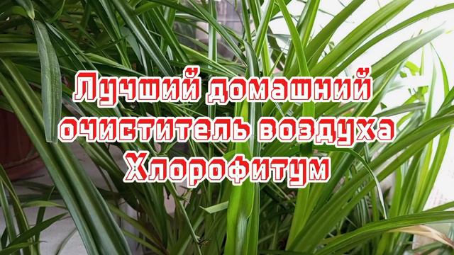 Хлорофитум