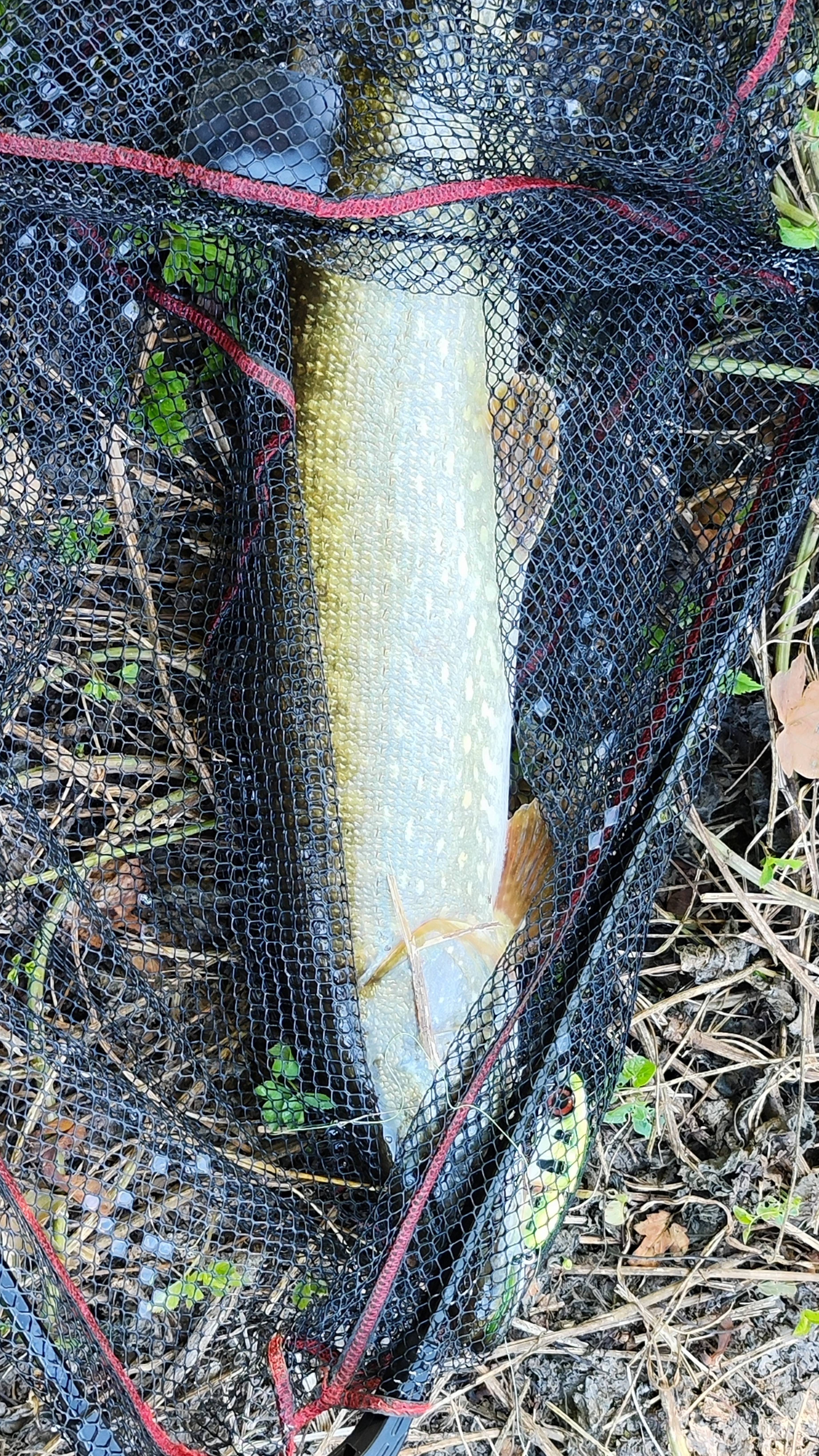 Монстр щука! Ловля щуки на воблеры в жару! Лучший воблер для трофеев!