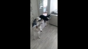 Утренняя зарядка.mp4