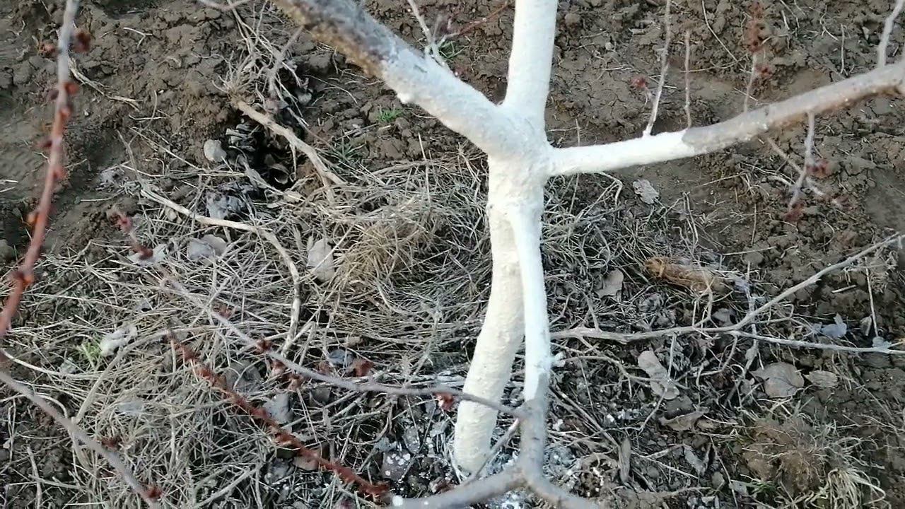 Спасаем деревья - БЕЛИМ.