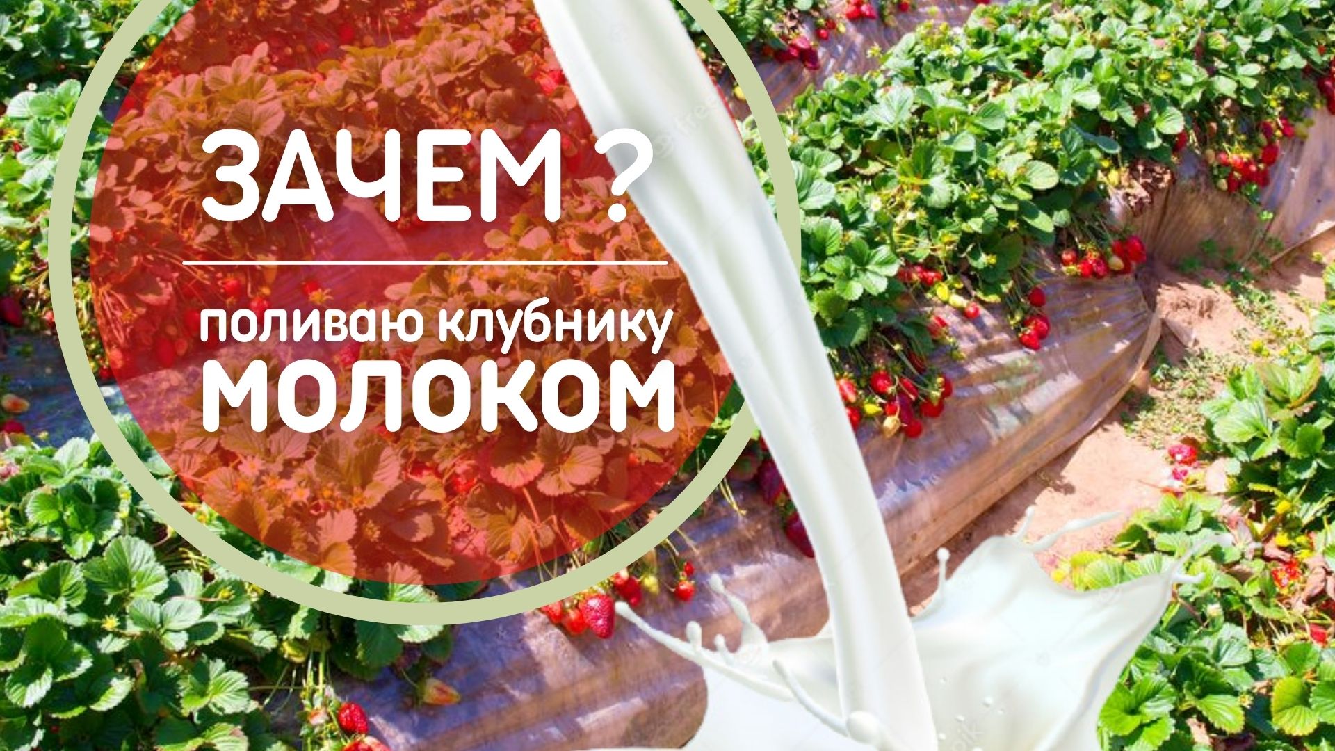Поливаю клубнику молоком? Рассказываю зачем я это делаю ? Что делать с клубникой осенью