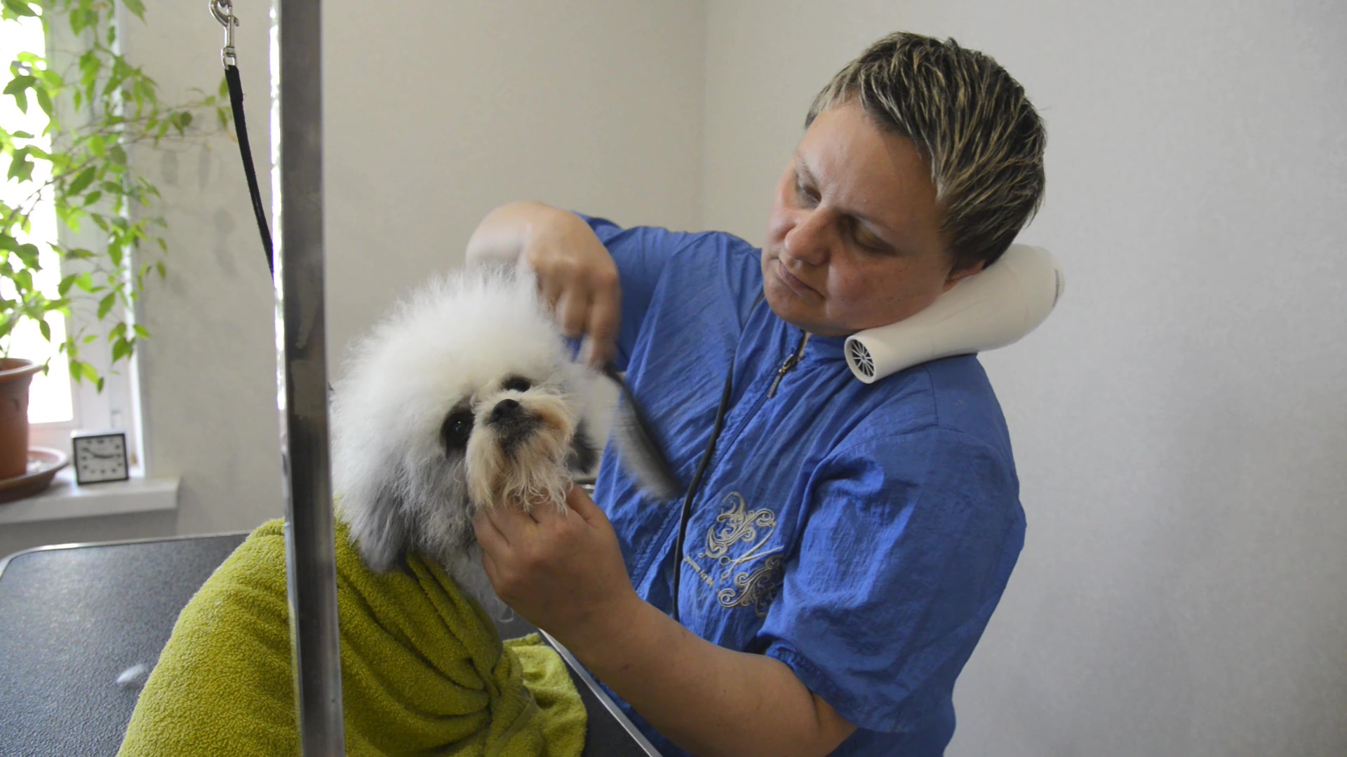 Как правильно сушить и расчёсывать собаку? Рассказывает грумер Ирина Думчева.