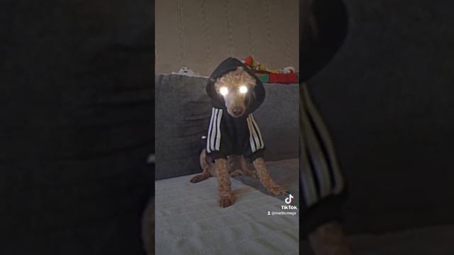 все мои волки делают ау