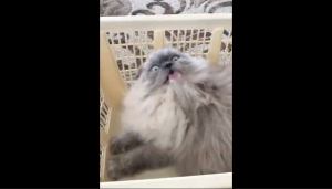 Слишком длинная шерсть
