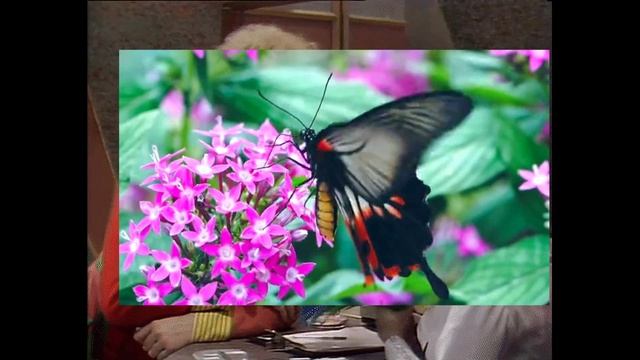 михаил дунаев и виа с.в.рекорд-восьмое марта.mp4