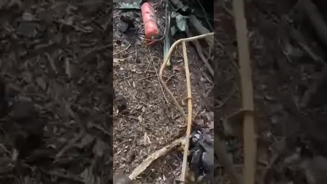 Остатки броневика BMC Kirpi под Бахмутом